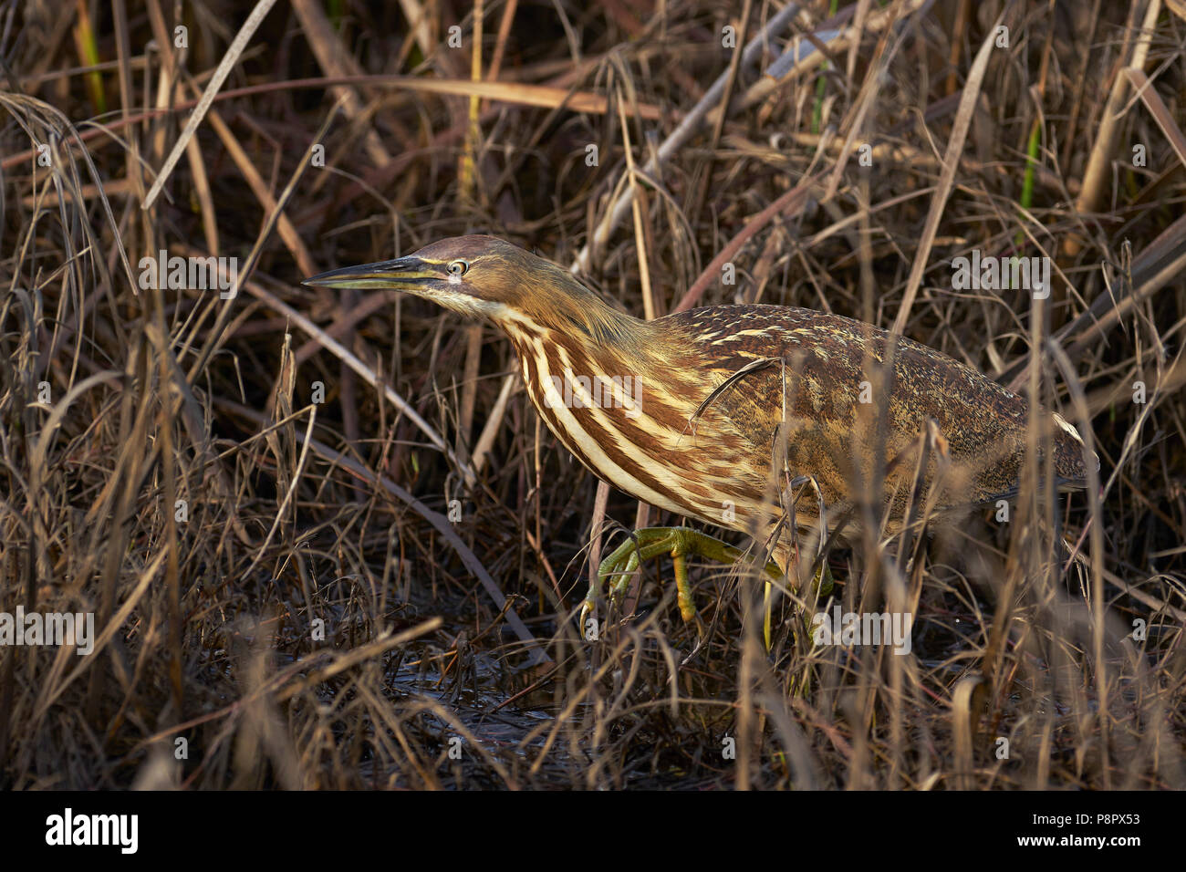 American Bittern (Botaurus lentiginosus) hunting in a fresh-water marsh ...