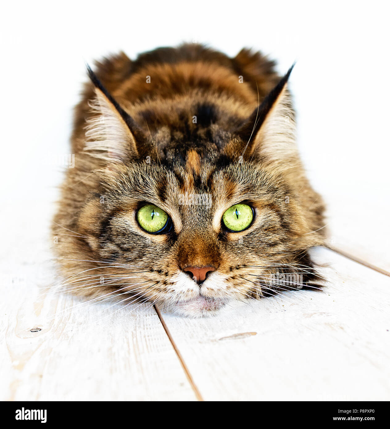 Cat hunts. Cat muzzle Stock Photo - Alamy
