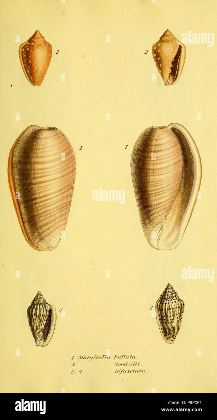 Earl of tankerville hi-res stock photography and images - Alamy