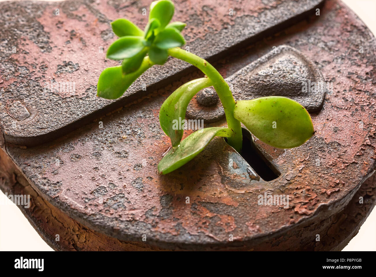 Environment conservation concept. Green plant and old lock Stock Photo ...