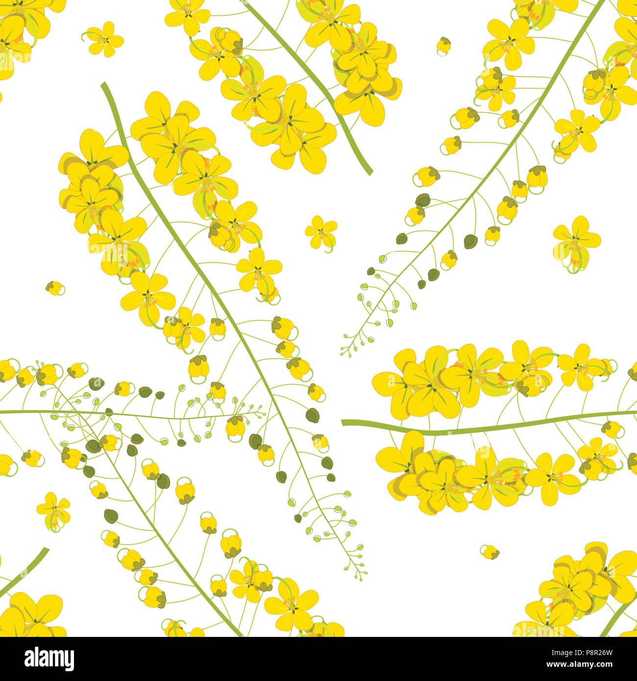 Cassia Fistula - Golden Shower Flower on White Background. Vector Illustration Stock Vector ...
