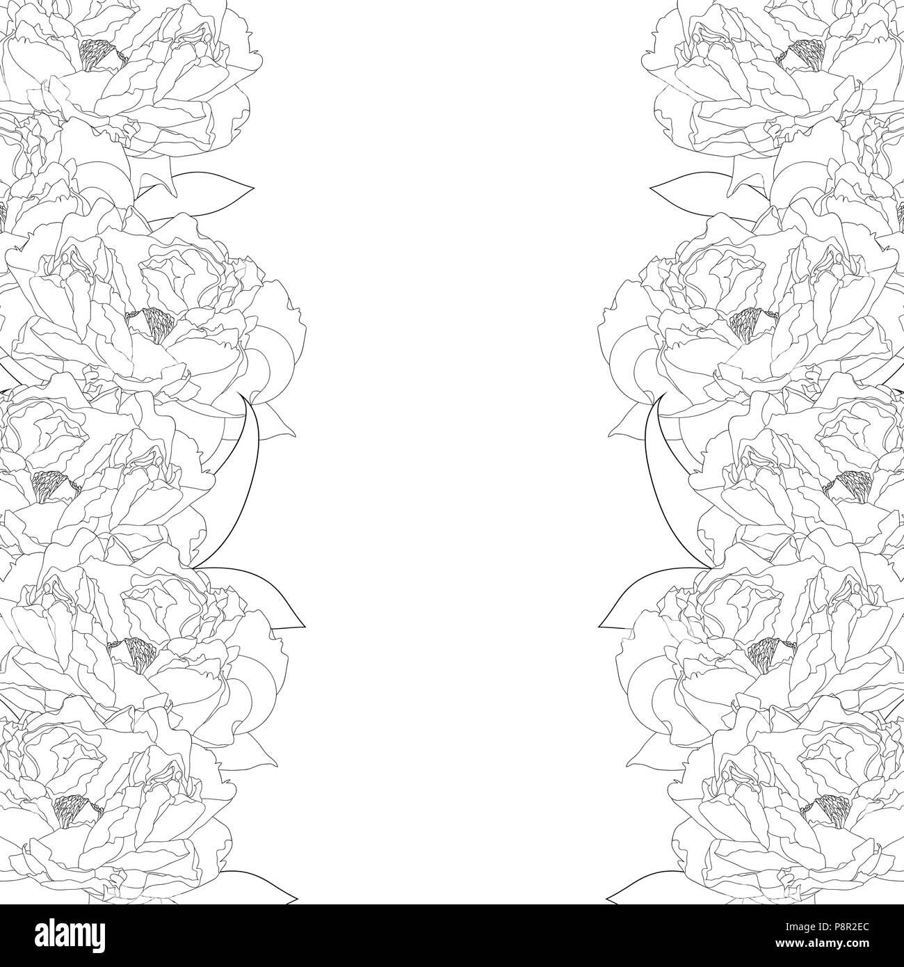 Peony Flower Outline Border isolated on White Background. Vector ...