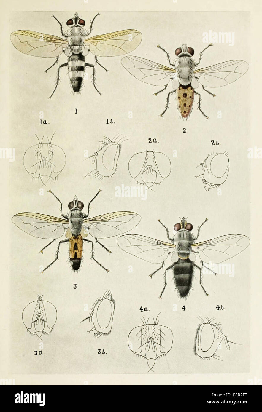Insect families hi-res stock photography and images - Alamy