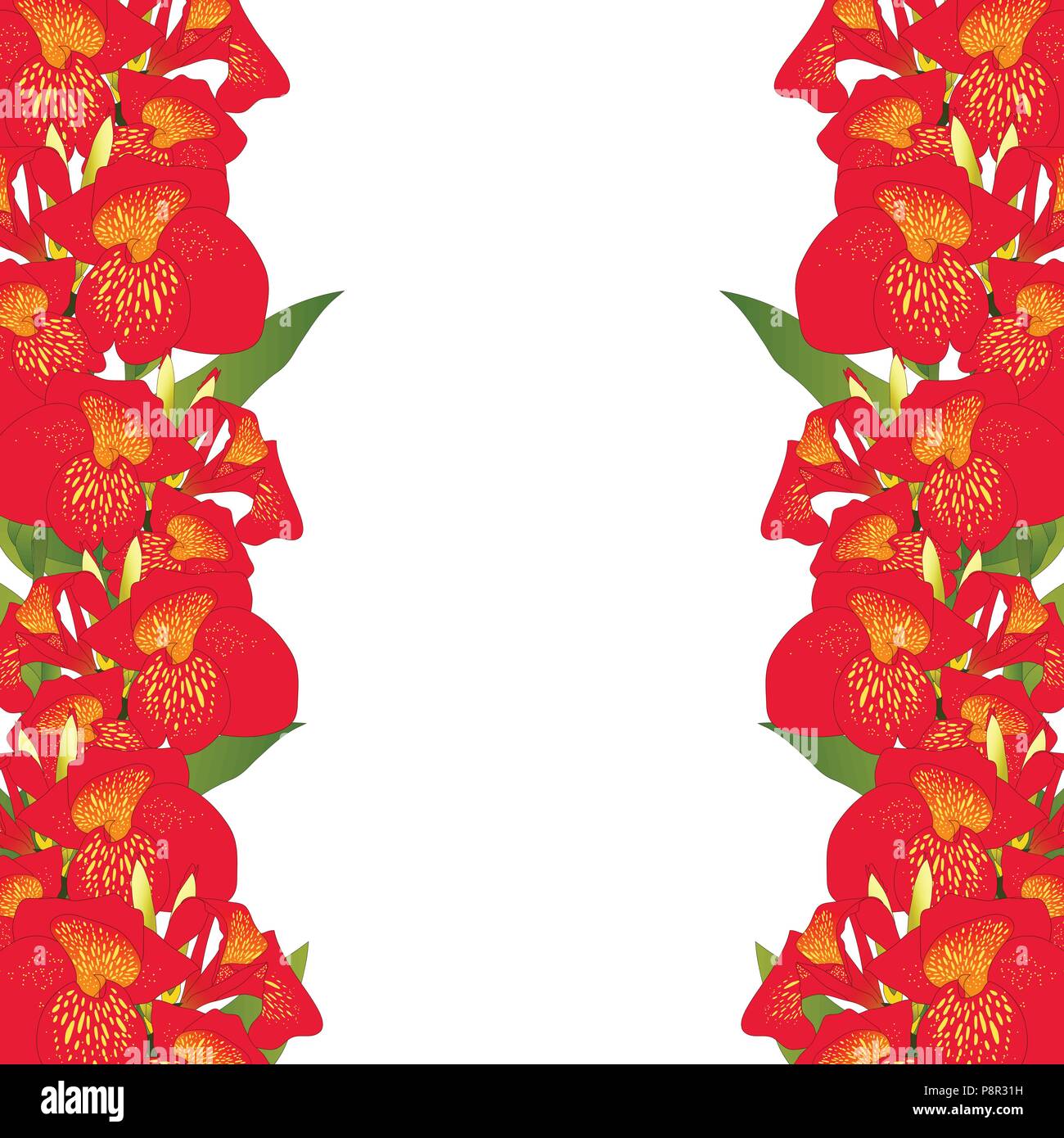 Red Canna Indica Border Canna Lily Indian Shot Isolated On White Background Vector
