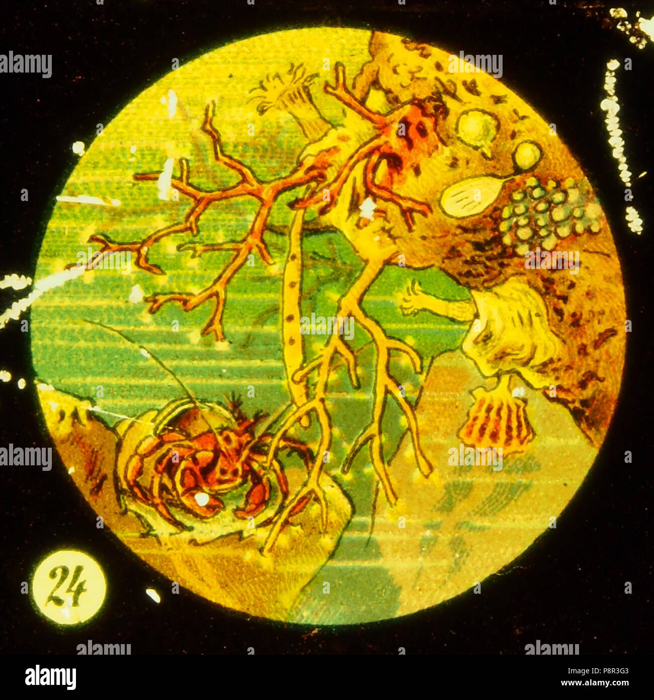 Shellfish identification hi-res stock photography and images - Alamy