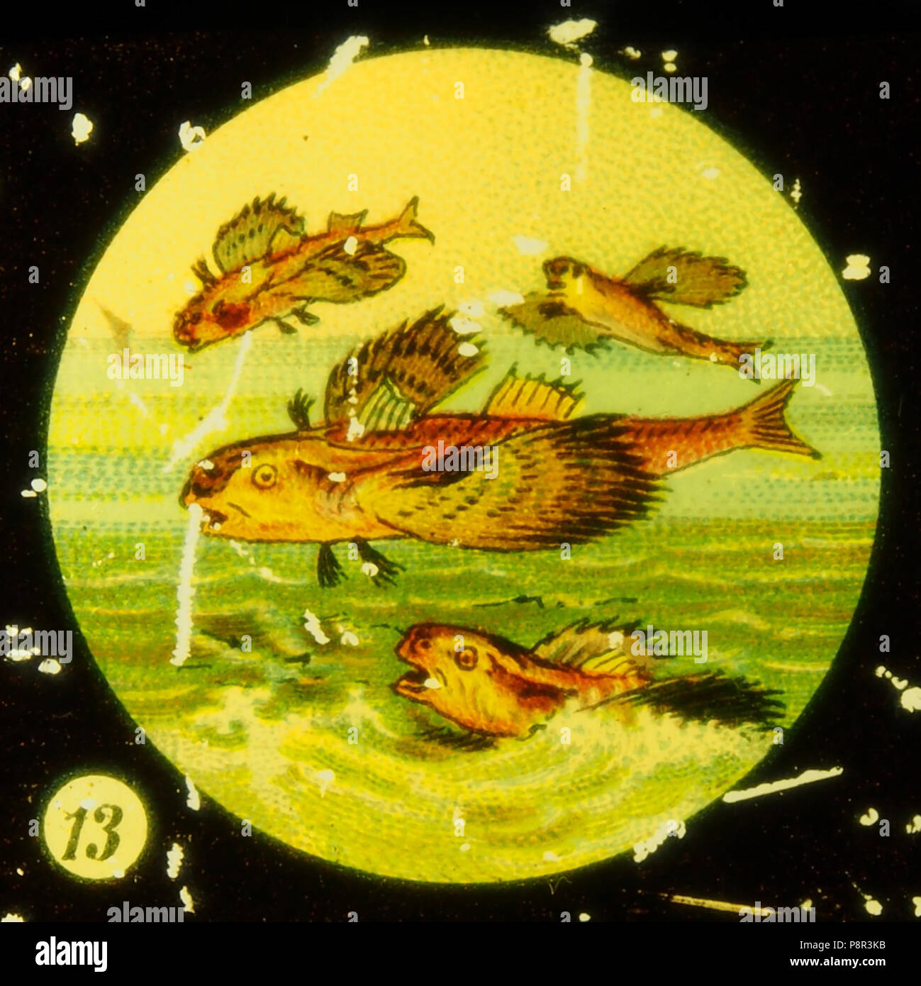 Sea life fish hi-res stock photography and images - Alamy