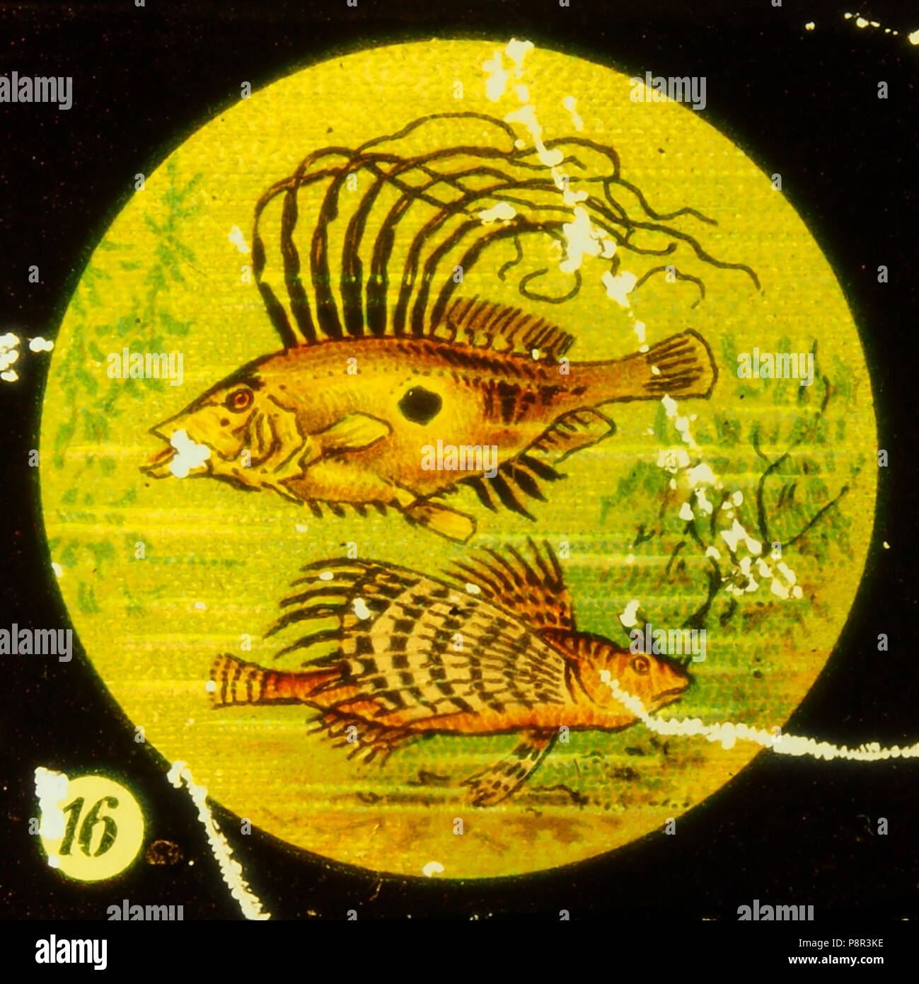 16 fish hi-res stock photography and images - Alamy