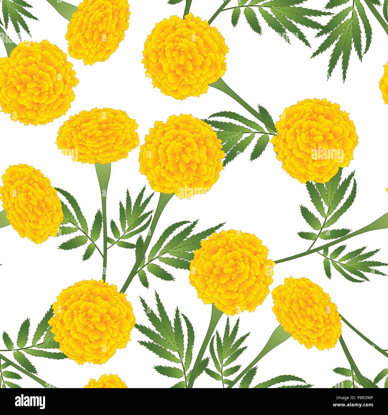 Yellow Marigold on White Background. Vector Illustration Stock Vector ...