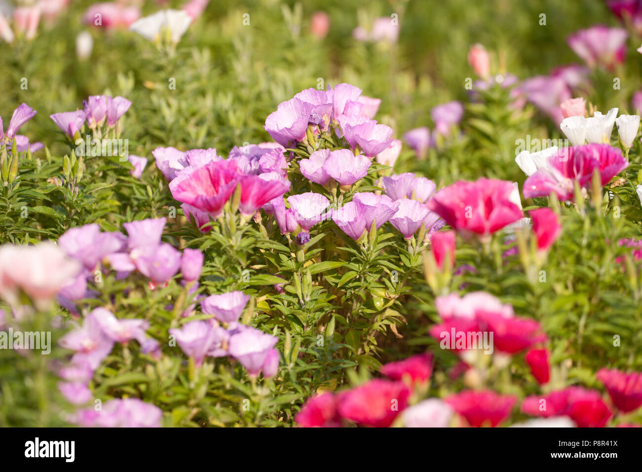 Micro flower bouquet hi-res stock photography and images - Alamy