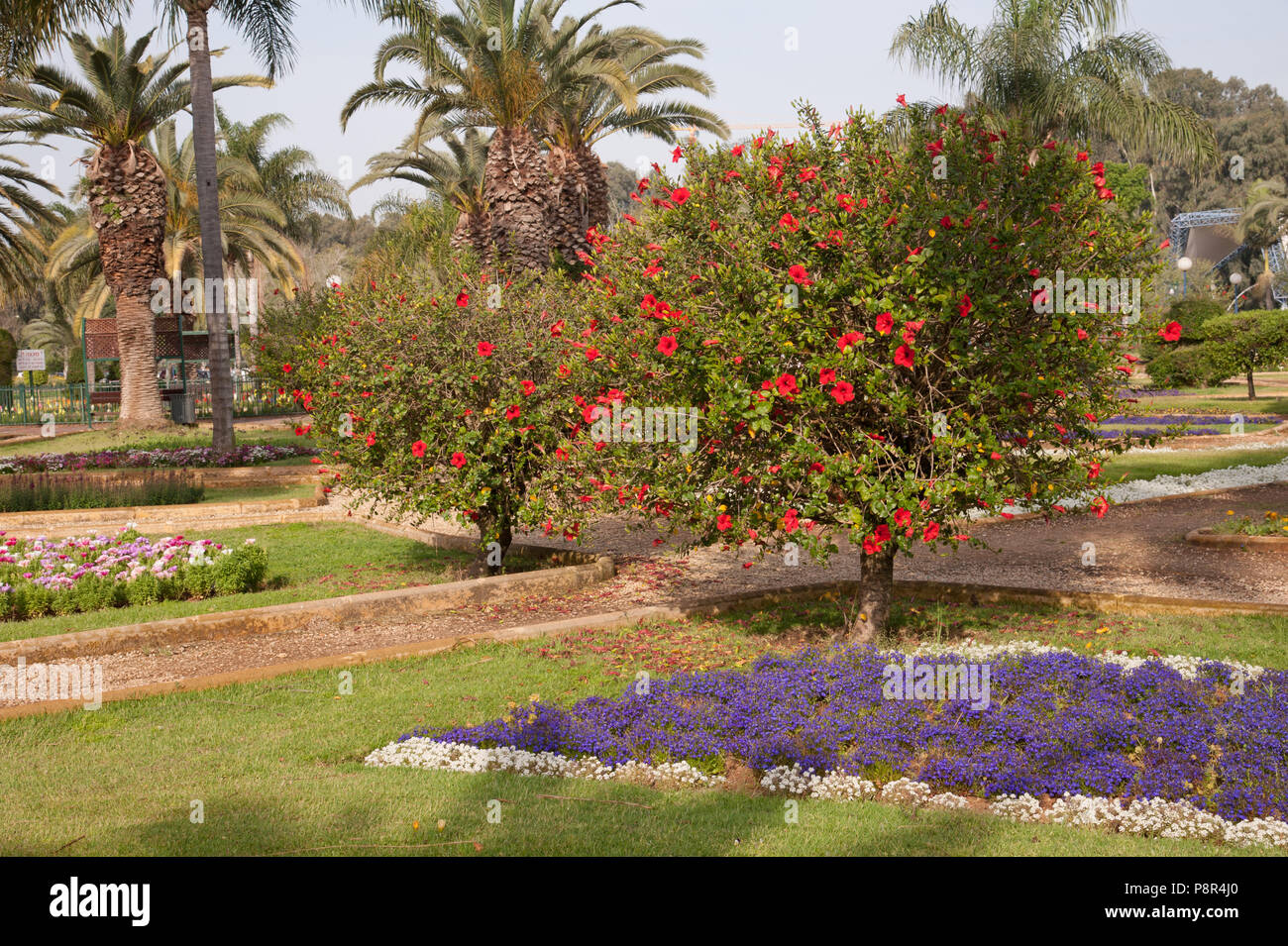 beautiful garden with flowers ang trees Stock Photo - Alamy