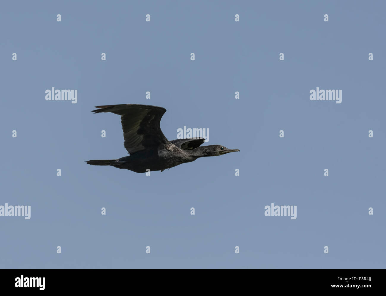 Little Cormorant (Microcarbo niger) In Flight Stock Photo - Alamy
