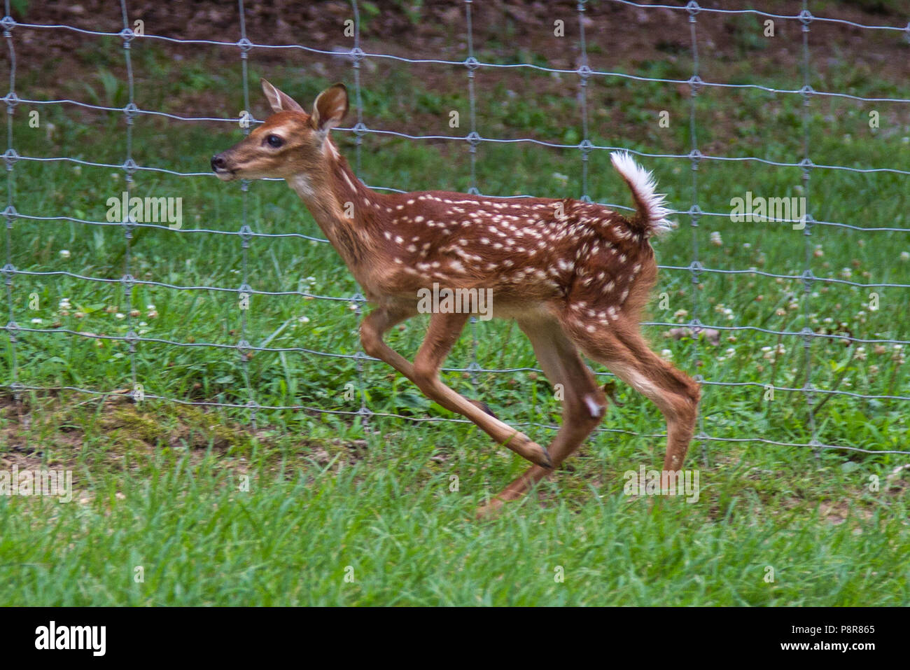 Fawn hiding in a hi-res stock photography and images - Alamy