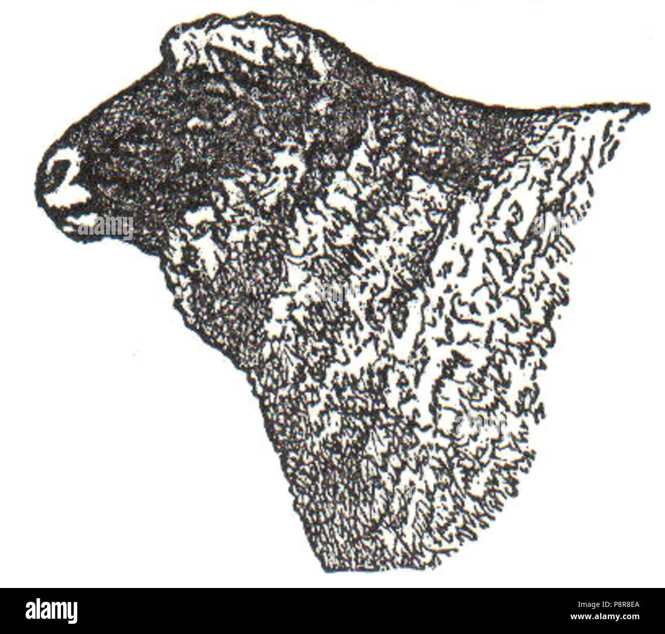 Livestock farming techniques Cut Out Stock Images & Pictures - Alamy