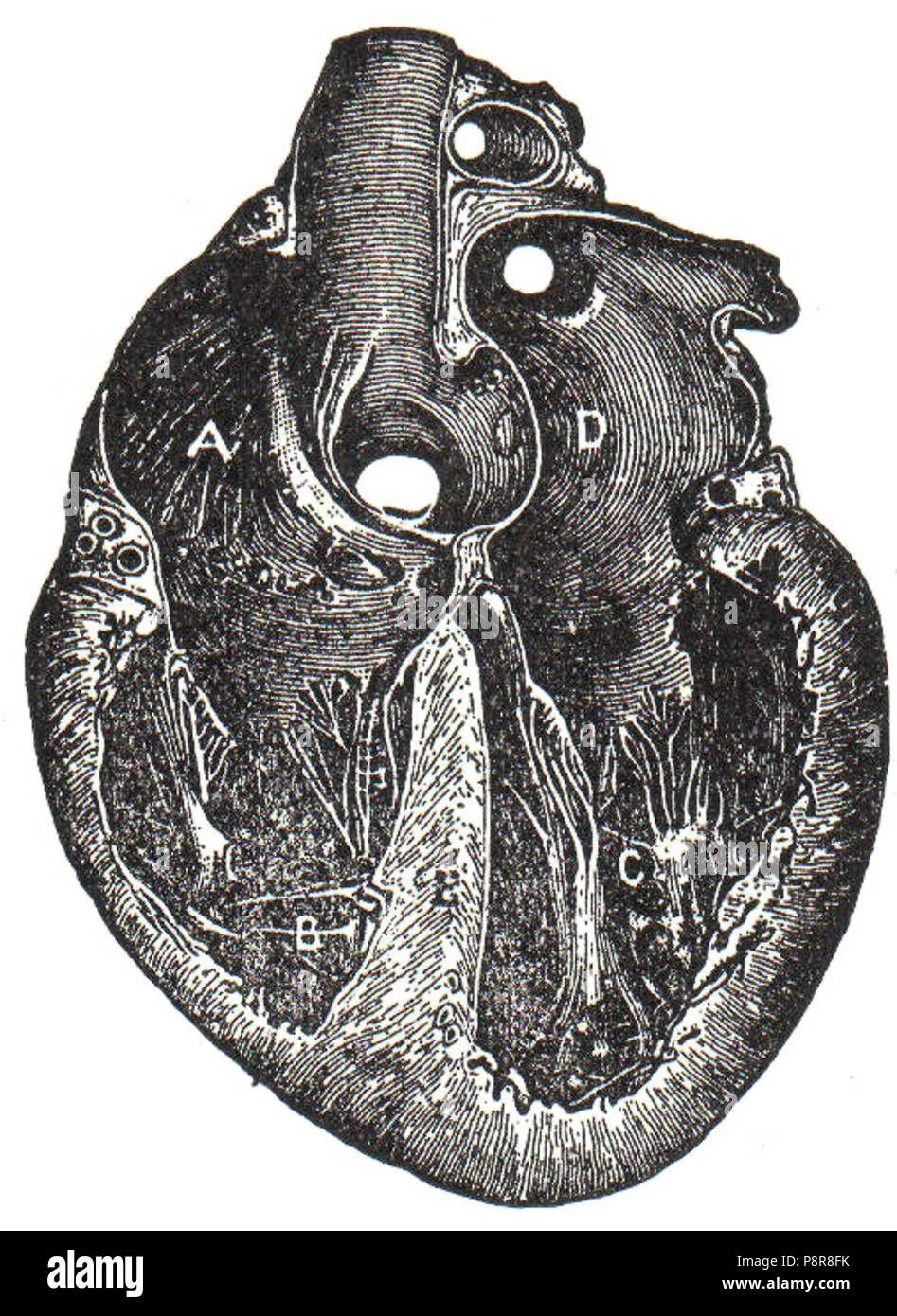 Human heart anatomy educational hi-res stock photography and images - Alamy