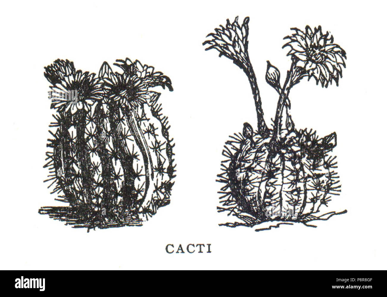 American botanical photography Cut Out Stock Images & Pictures - Alamy