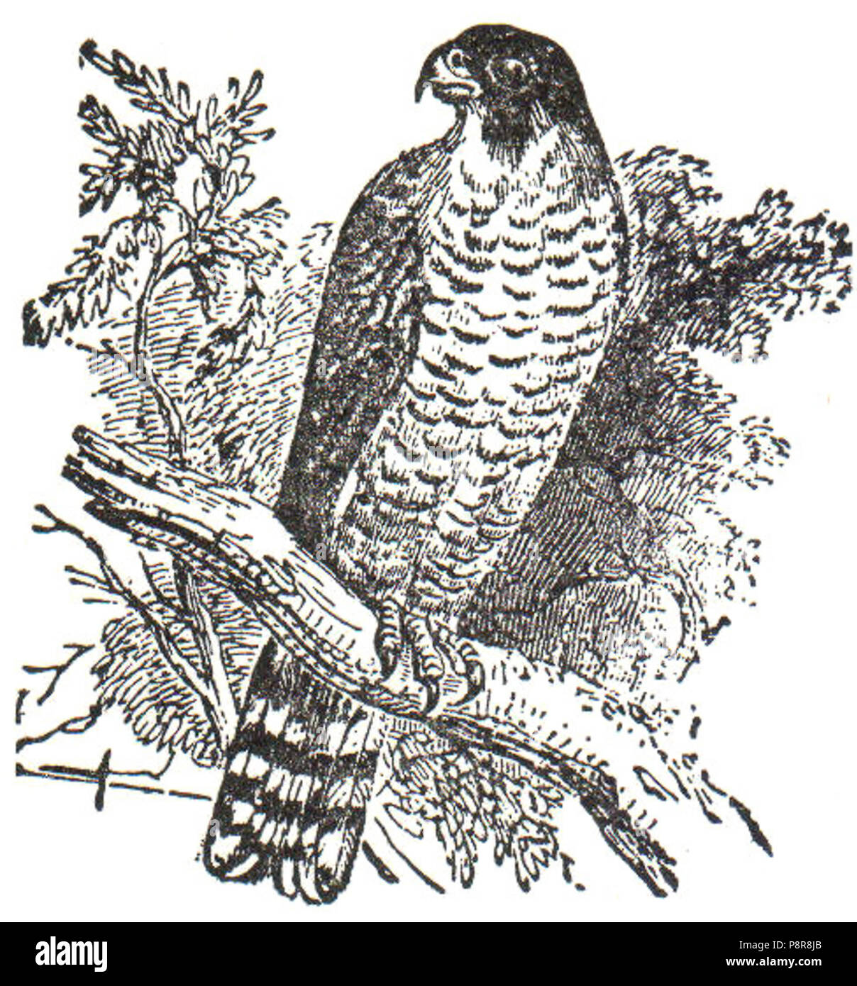 Peregrine falcon Cut Out Stock Images & Pictures - Alamy