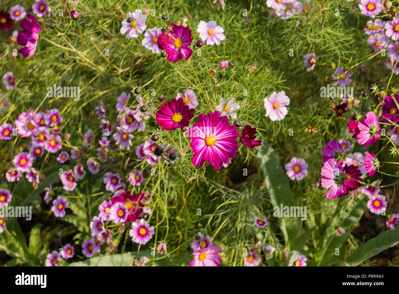 different colors flowers in the garden,Milan, Italy Stock Photo - Alamy