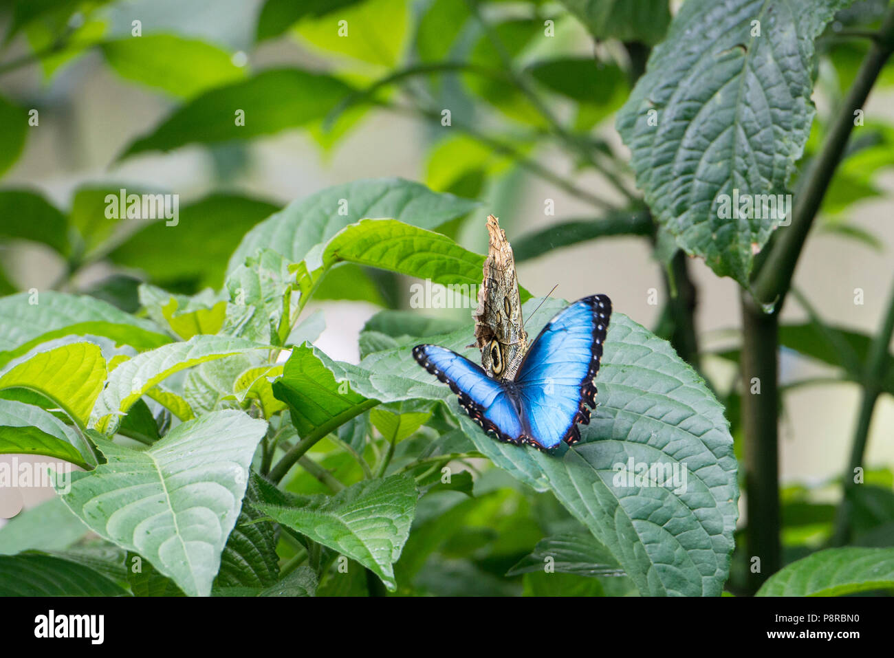 Costa rican blue and black butterfly hi-res stock photography and ...