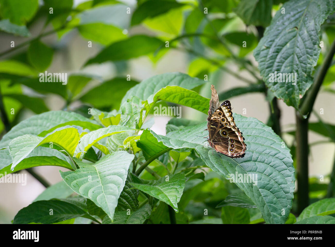 Owl butterfly crawling on rich, green tropical jungle leaves in the ...