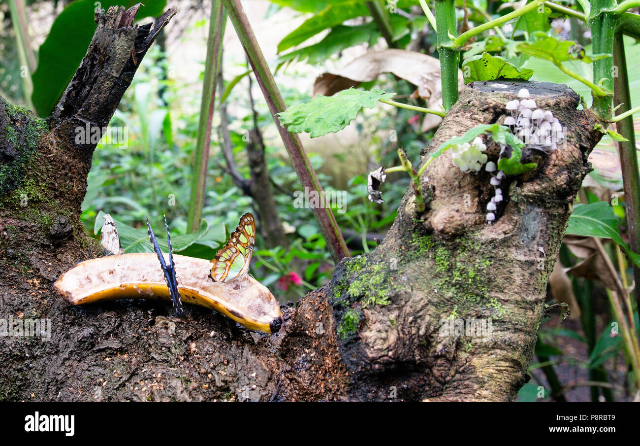 3 butterflies feasting on a banana peel in the jungles of Costa Rica. A ...