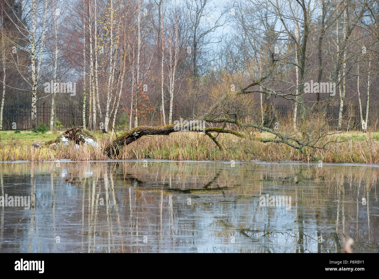 Ice covered garden pond hi-res stock photography and images - Alamy