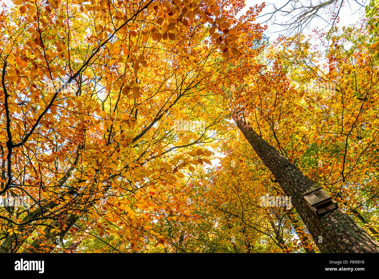 Golden tree crown canopy in autumn hi-res stock photography and images - Alamy