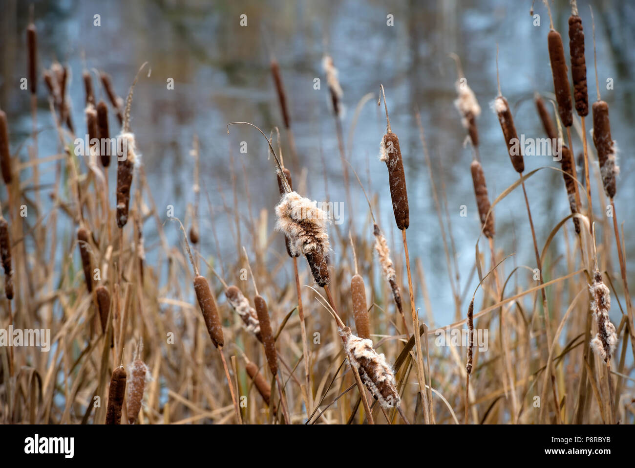 Reed fluff seeds hi-res stock photography and images - Alamy