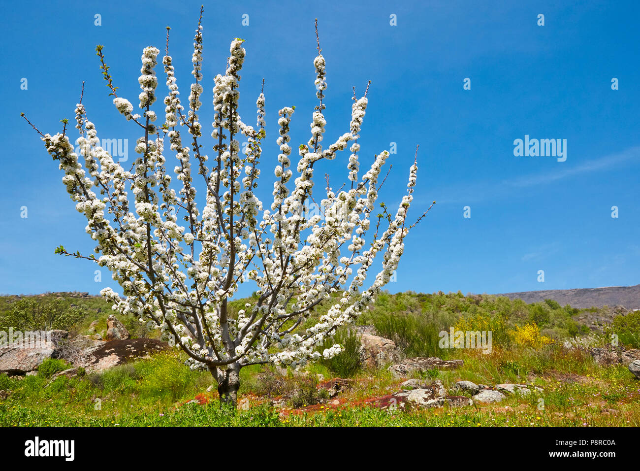 Cherry blossom in Jerte Valley, Caceres. Spring in Spain. Season Stock ...