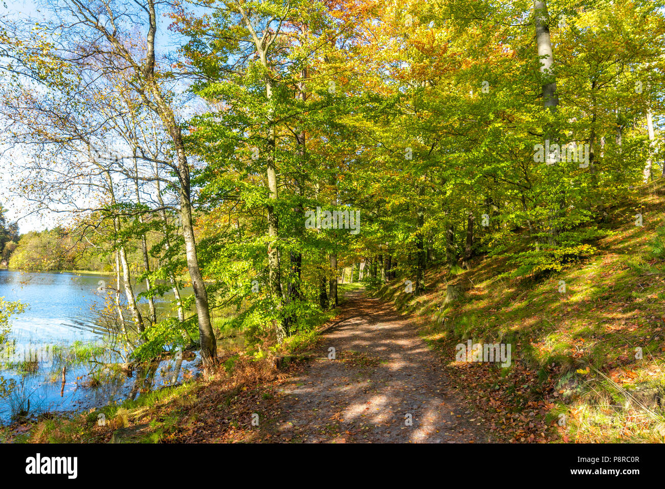 Autumn park, scenery with path and trees Stock Photo - Alamy