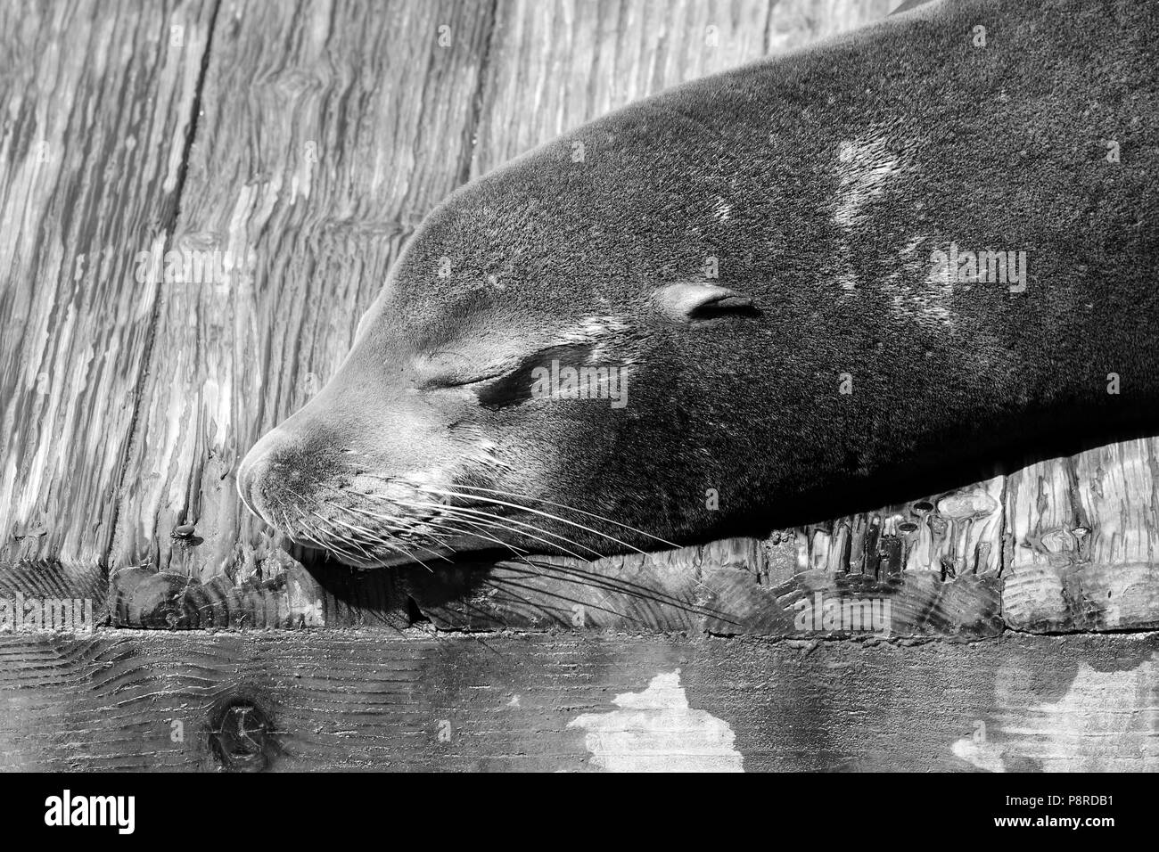 A sea lion lies lazily on a raft and bathes in the sun. Sea Lions at ...