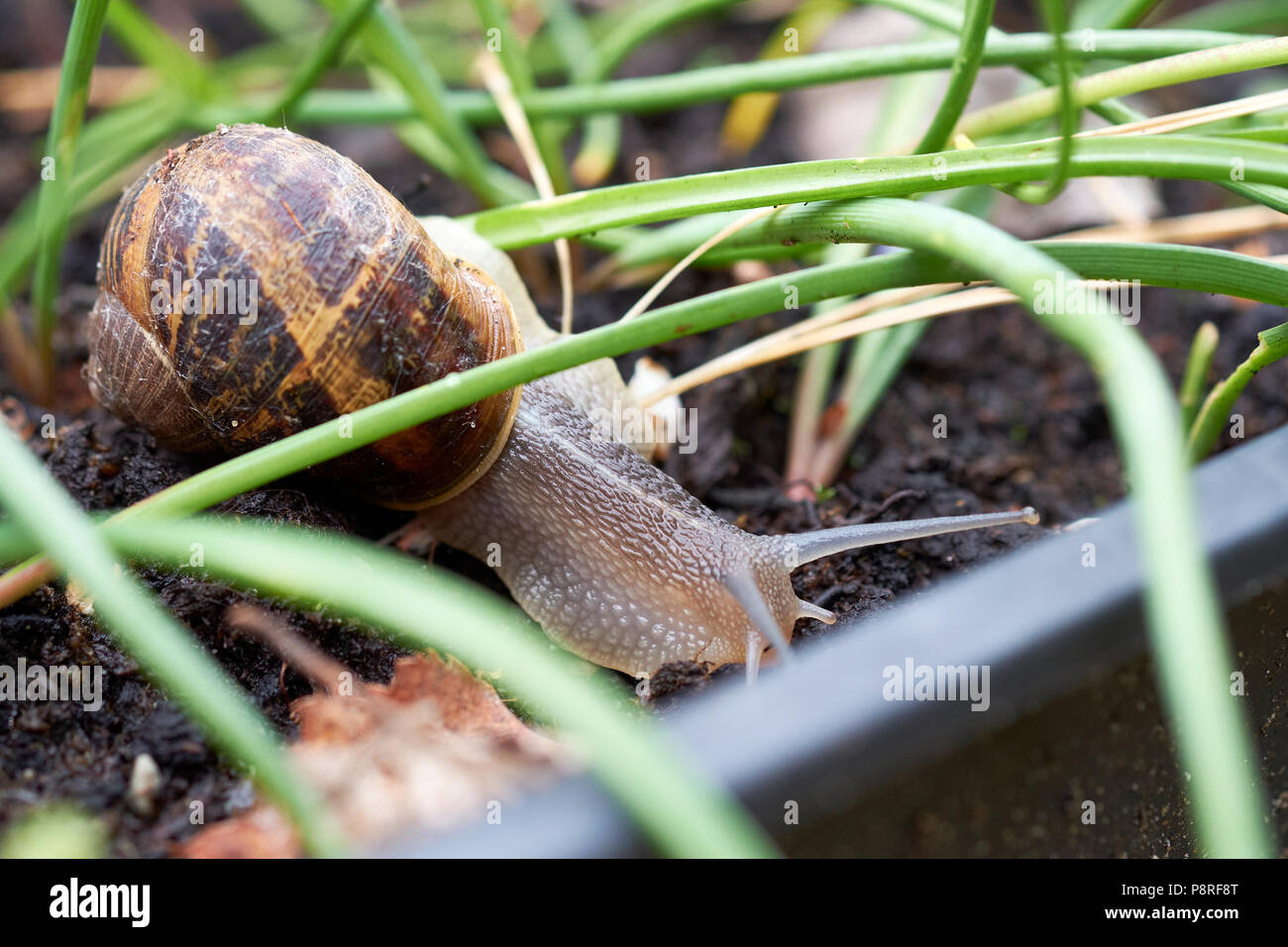 Plastic snail hi-res stock photography and images - Alamy