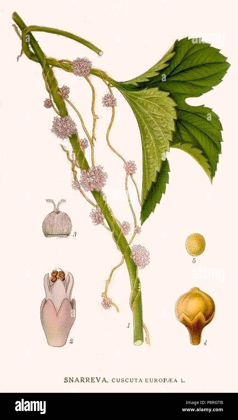 Cuscuta Europaea Stock Photos & Cuscuta Europaea Stock Images - Alamy