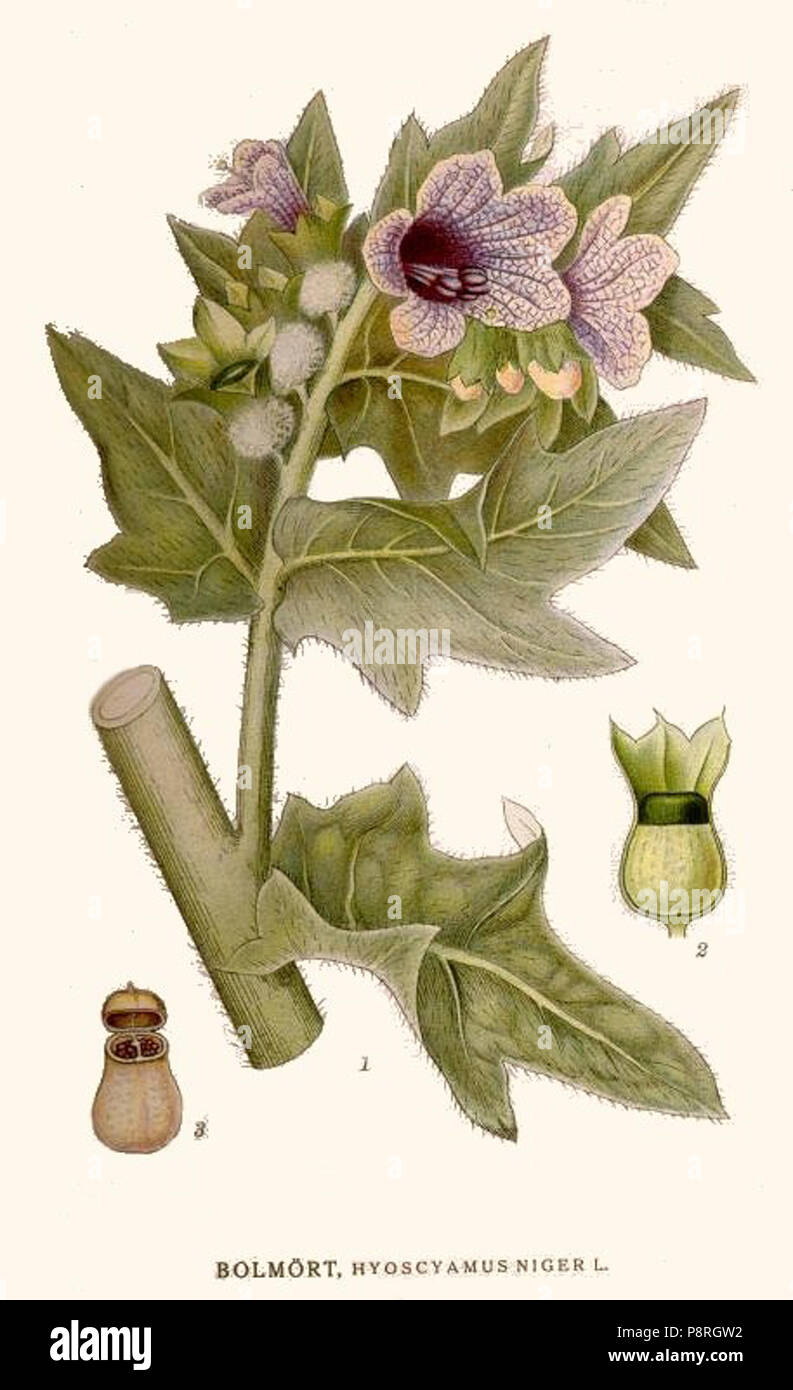 Niger plant hi-res stock photography and images - Alamy