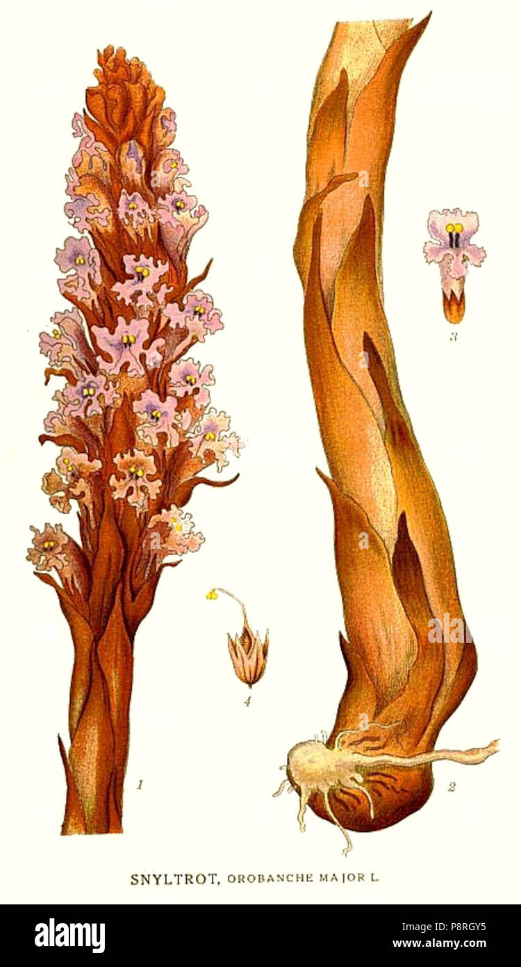 Orobanche major hi-res stock photography and images - Alamy