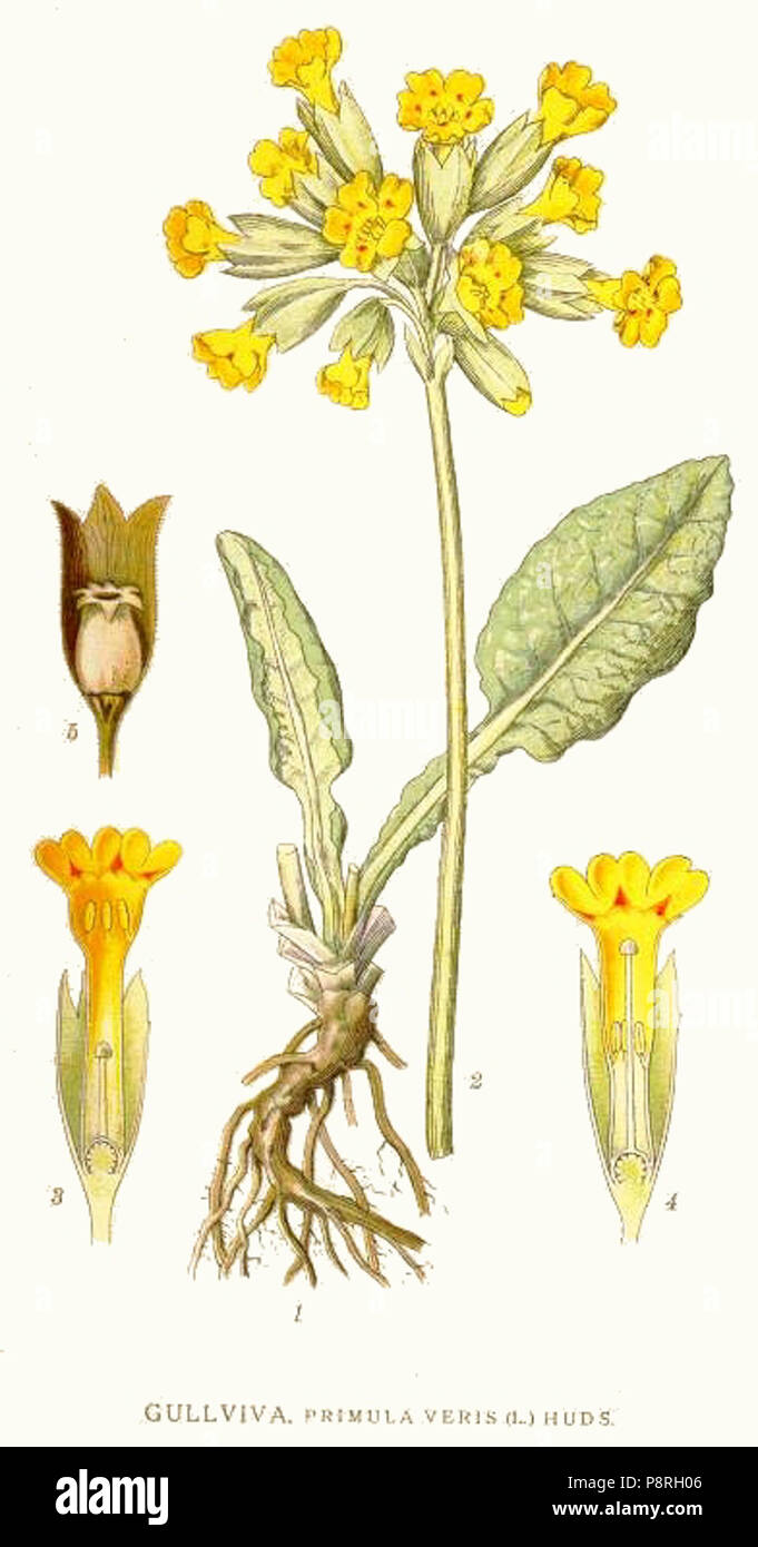 Primula veris flowering hi-res stock photography and images - Alamy