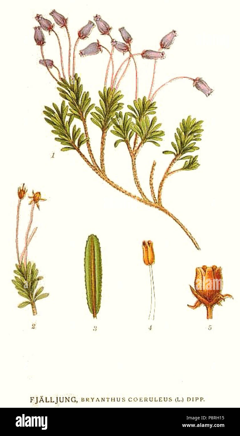 Bryanthus coeruleus hi-res stock photography and images - Alamy