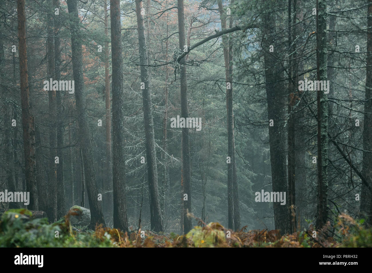 The wild forest hi-res stock photography and images - Alamy