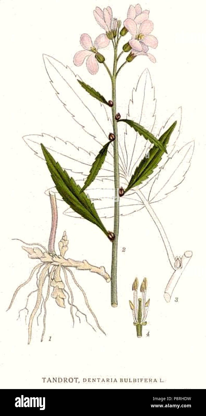 Bulbifera hi-res stock photography and images - Alamy