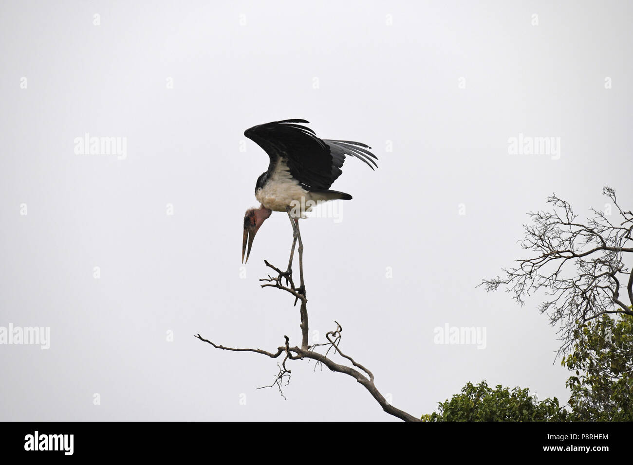 Marabou stork Leptoptilos crumenifer) Maasai Mara, Kenya, Africa Stock Photo - Alamy