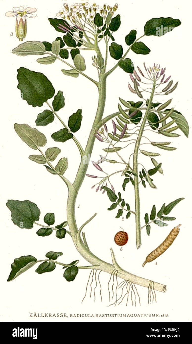 Radicula hi-res stock photography and images - Alamy