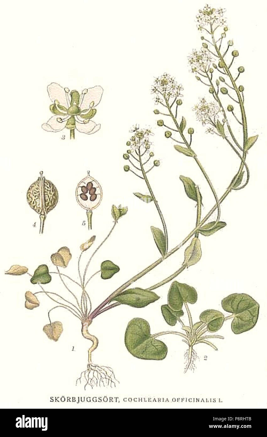 Flowering cochlearia officinalis hi-res stock photography and images ...