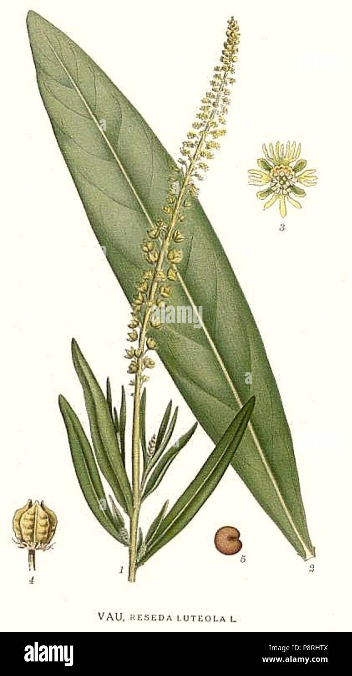 Botanical illustration of reseda luteola hi-res stock photography and ...
