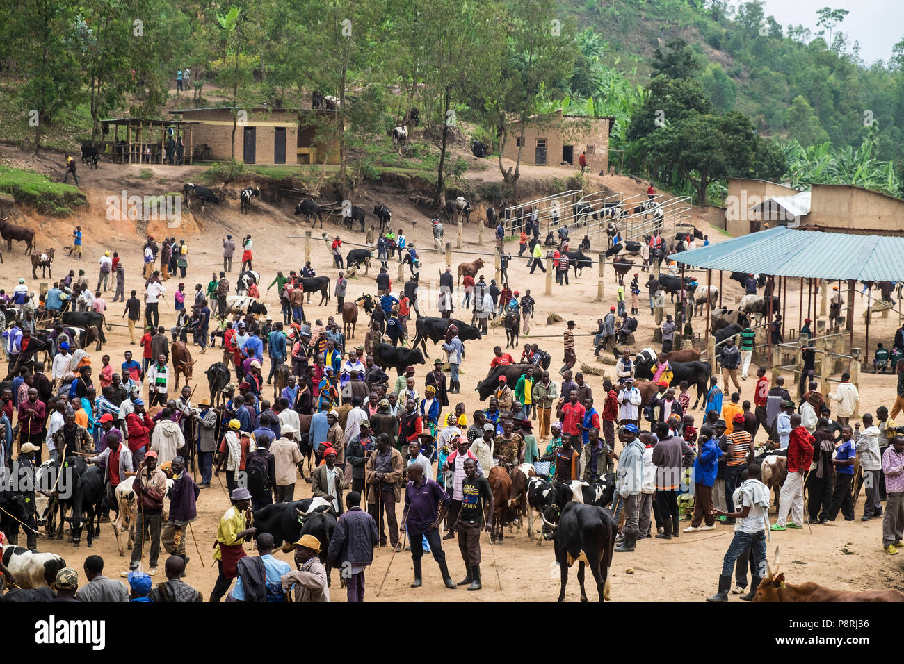 Rwanda,surrounding of Cyangugu,cows market Stock Photo - Alamy