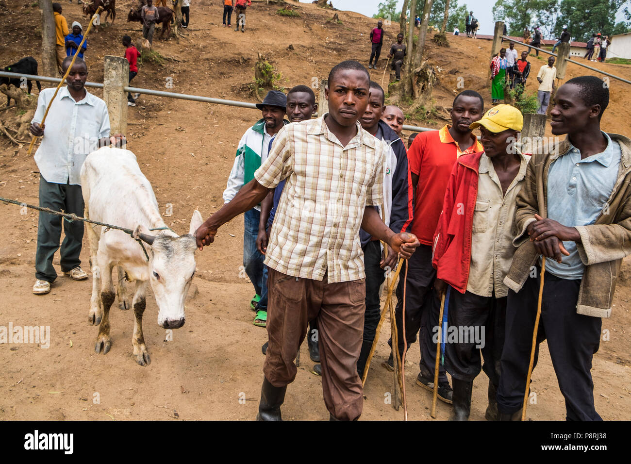 Rwanda,surrounding of Cyangugu,cows market Stock Photo - Alamy