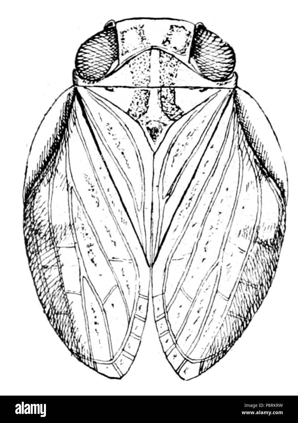 Sculptural female figure Black and White Stock Photos & Images - Alamy