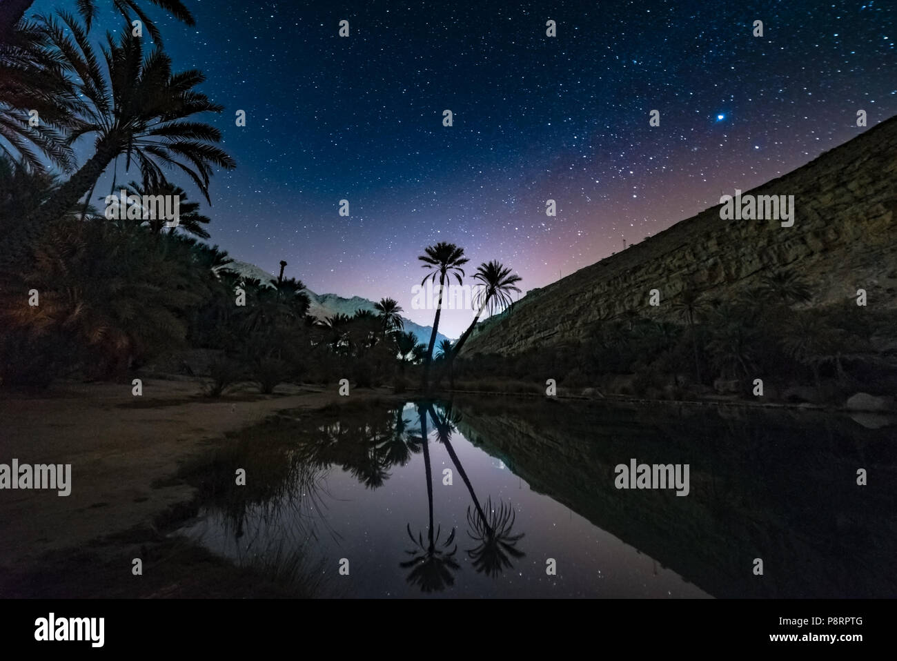 Arabian date trees hi-res stock photography and images - Alamy