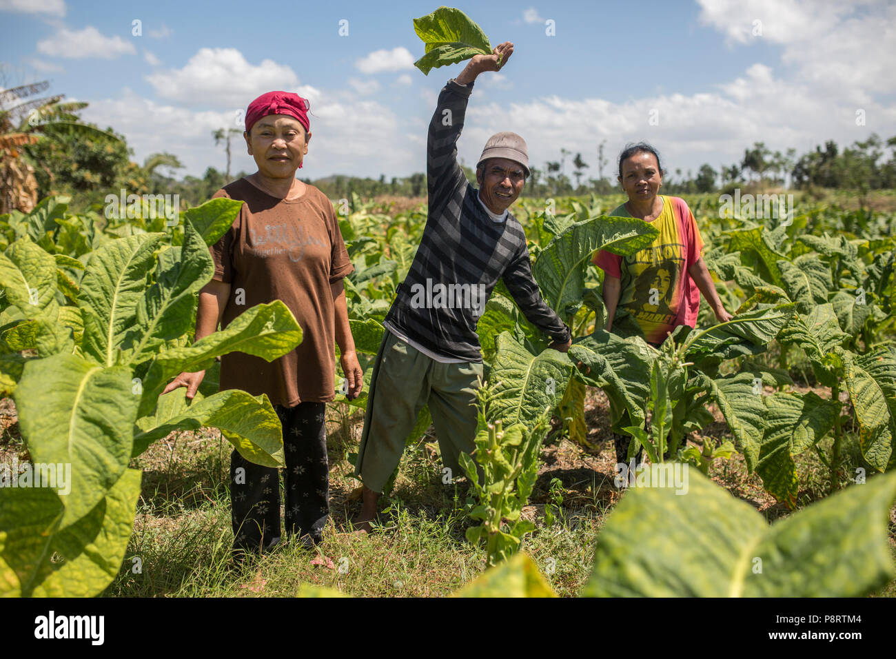 Tobacco Field Workers Stock Photos & Tobacco Field Workers Stock Images ...