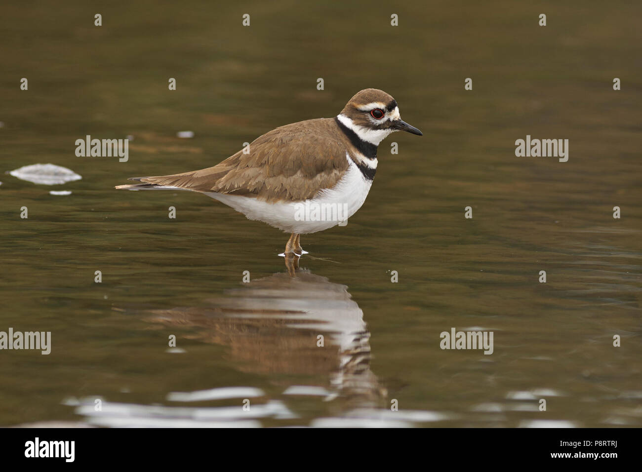 Charadrius vociferous vociferous hi-res stock photography and images - Alamy