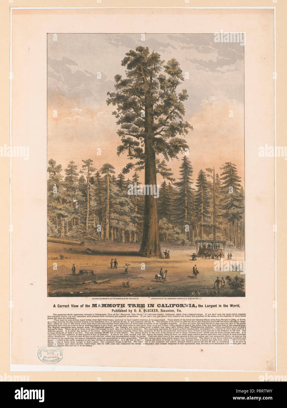 California mammoth tree historical hi-res stock photography and images ...