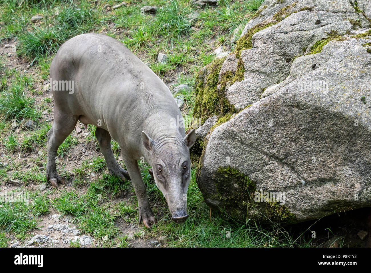 Babirusa Celebes (Babyrousa babyrussa) endangered animal species ...